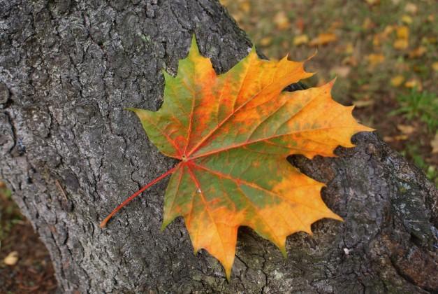 Mīlestības Simboli..