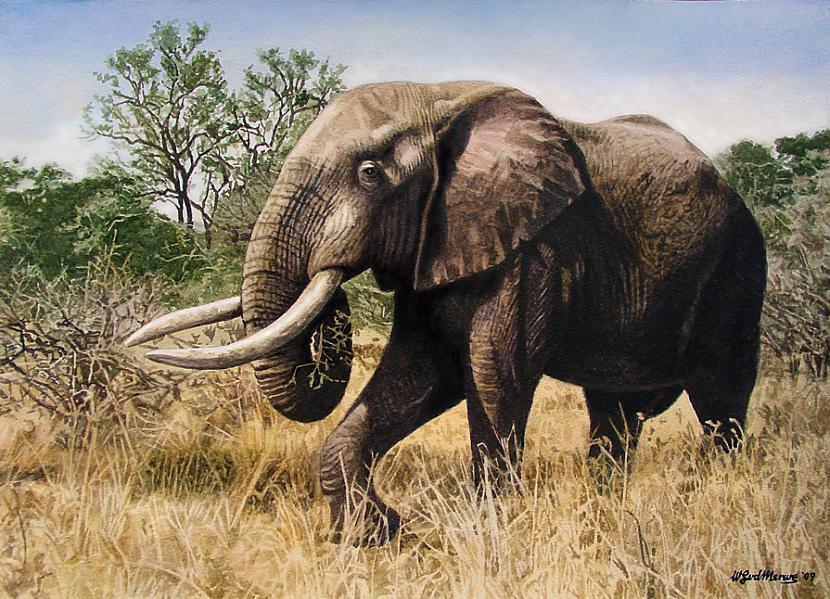 Āfrikas savannas zilonis - Spoki